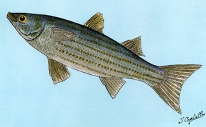 Mulet lippu : Les poissons de Méditerranée : Les dedans de la mer ...