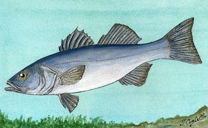 Loup - Bar : Les poissons de Méditerranée : Les dedans de la mer ...