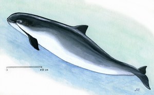 Marsouin : Les mammifères marins de Méditerranée : Les dedans de la mer ...